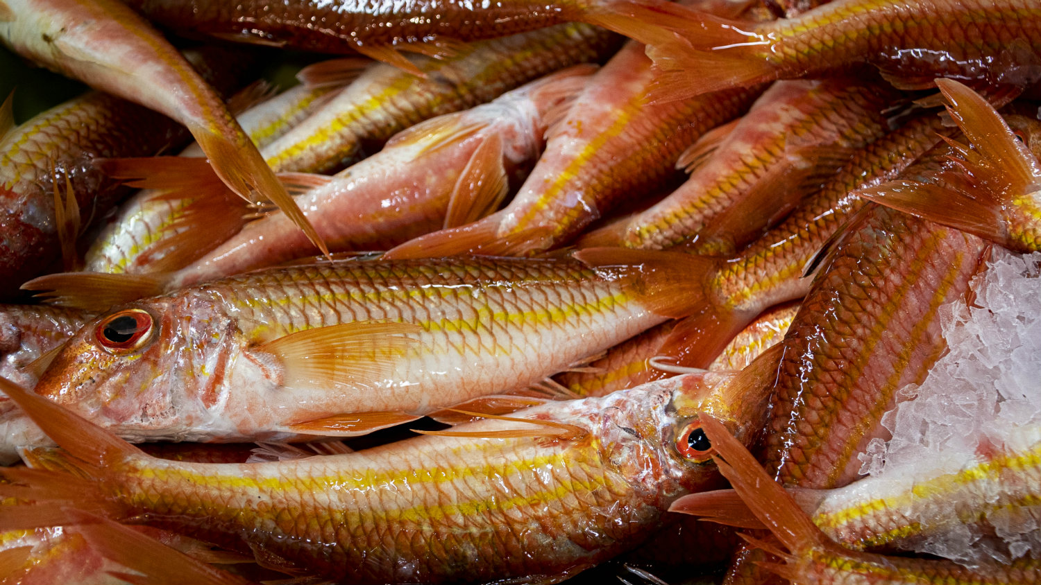 Salmonete (El pez detective) | Cofradía Pescadores de Llanes