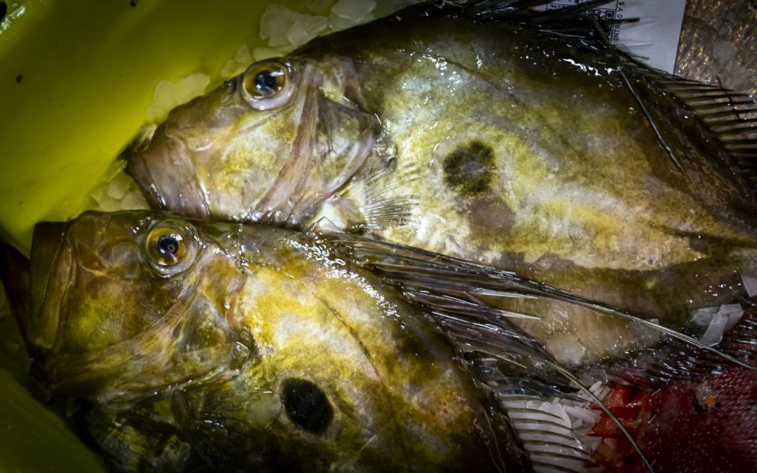 San Martín | Cofradía Pescadores de Llanes