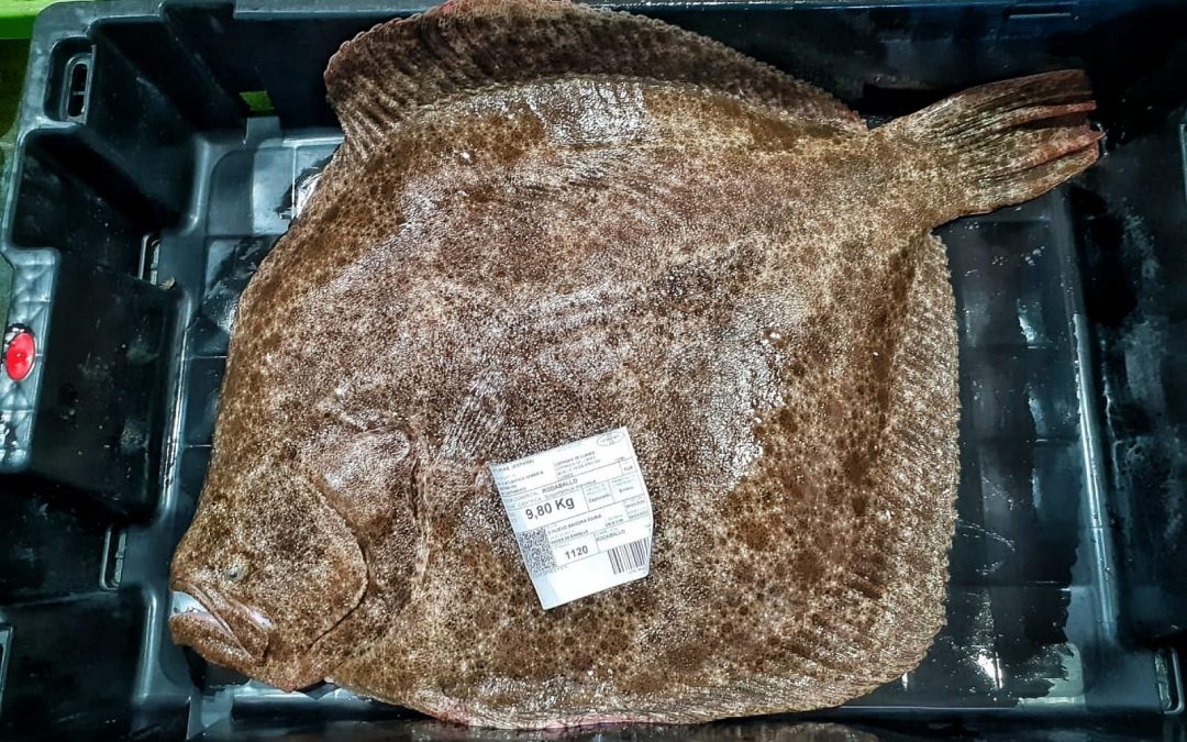 RODABALLO | Cofradía Pescadores de Llanes