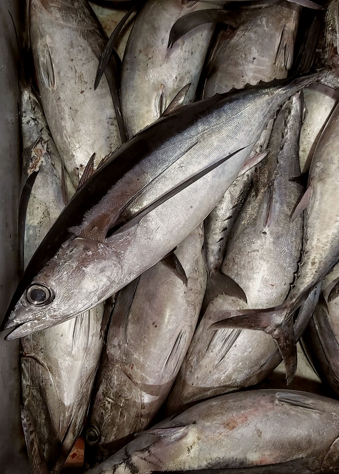 GRANDES MAREAS DE BONITO | AÑO 1954 | Cofradía Pescadores de Llanes
