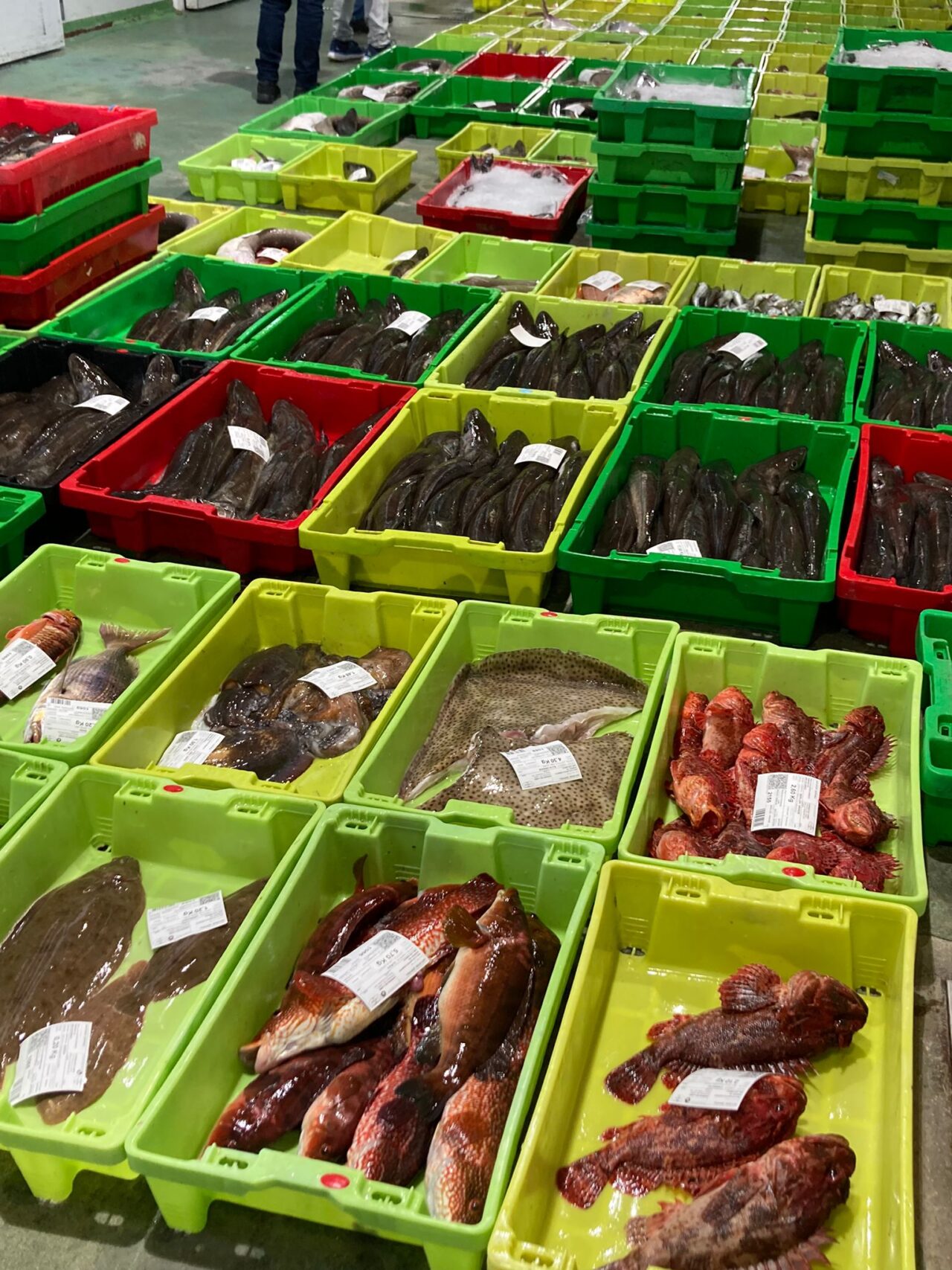 EN 1997, LOS ASTURIANOS Y GALLEGOS LOS MAYORES CONSUMIDORES DE PESCADO ...